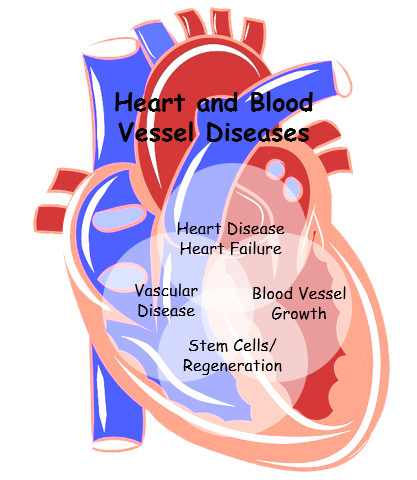 Heart & Blood Disease Vessel Research | Northeast Ohio Medical University